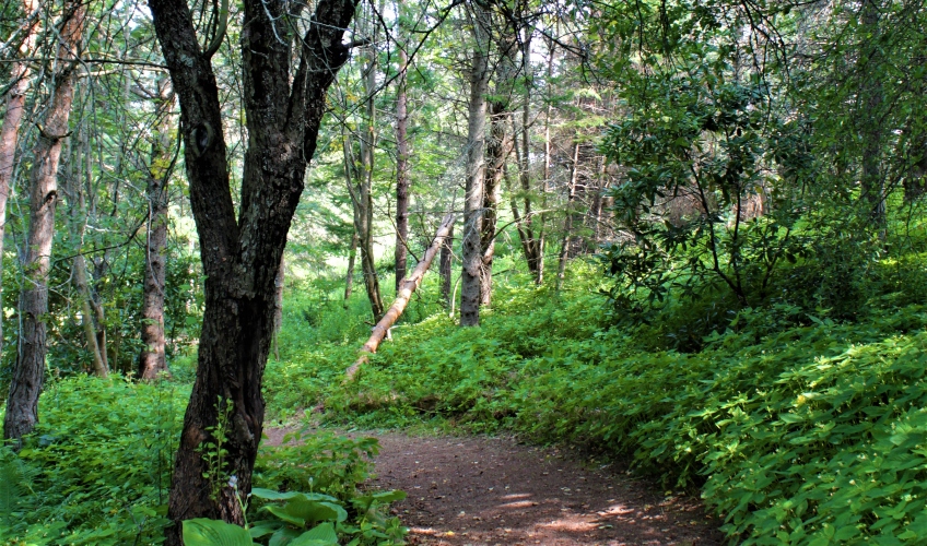 Forest and Nature Therapy Walks | Tourism PEI